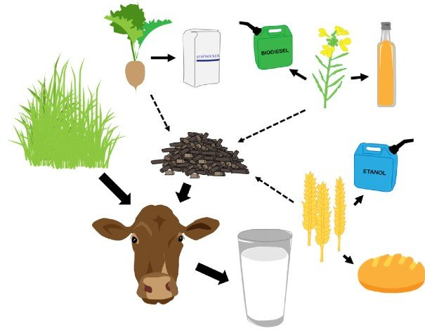 Foder eller föda? – Högavkastande kor producerar bra på biprodukter ...